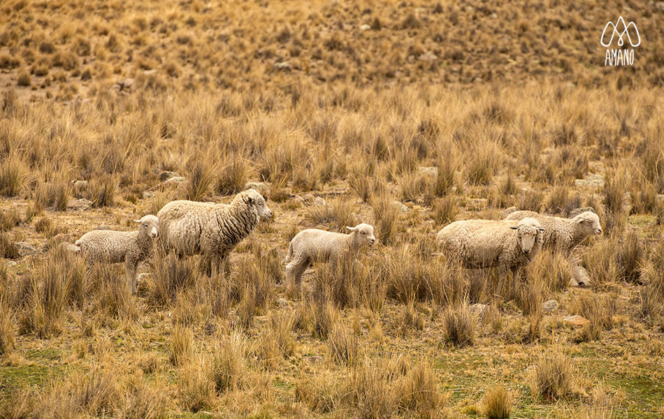 ¿Por qué la lana de oveja merino es tan apreciada?