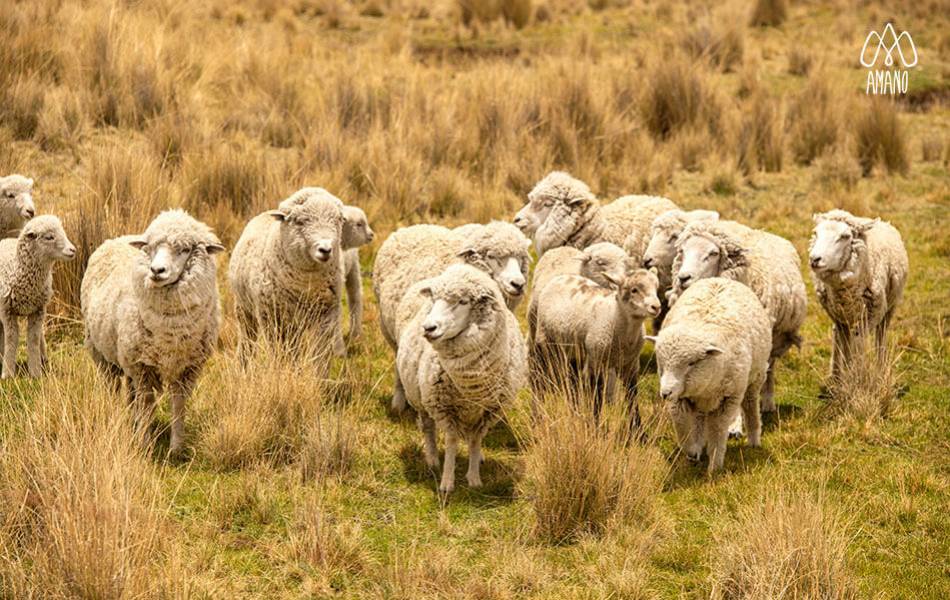 ¿Por qué la lana de oveja merino es tan apreciada?